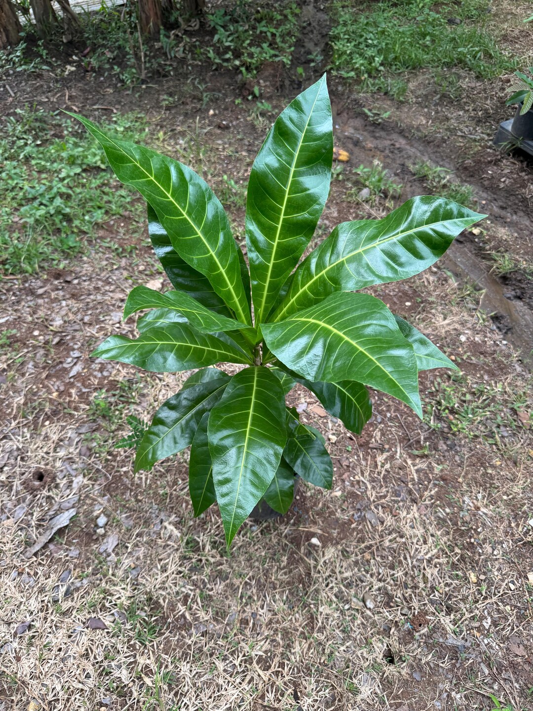 Big Fiji Nut (barringtonia Edulis) Fiji Nut Live Fruit Tree (2-3ft ...