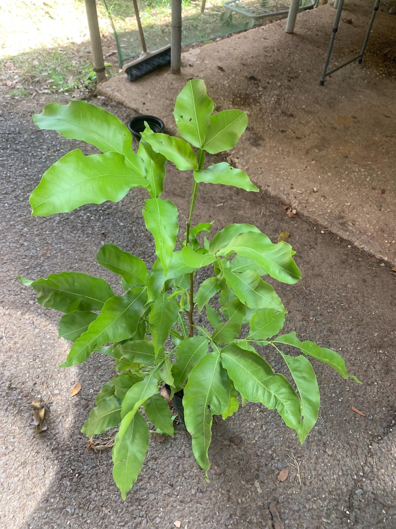 Spanish Lime Live Fruit Tree (ginepa Limoncillo Mamoncillo (melicoccus ...