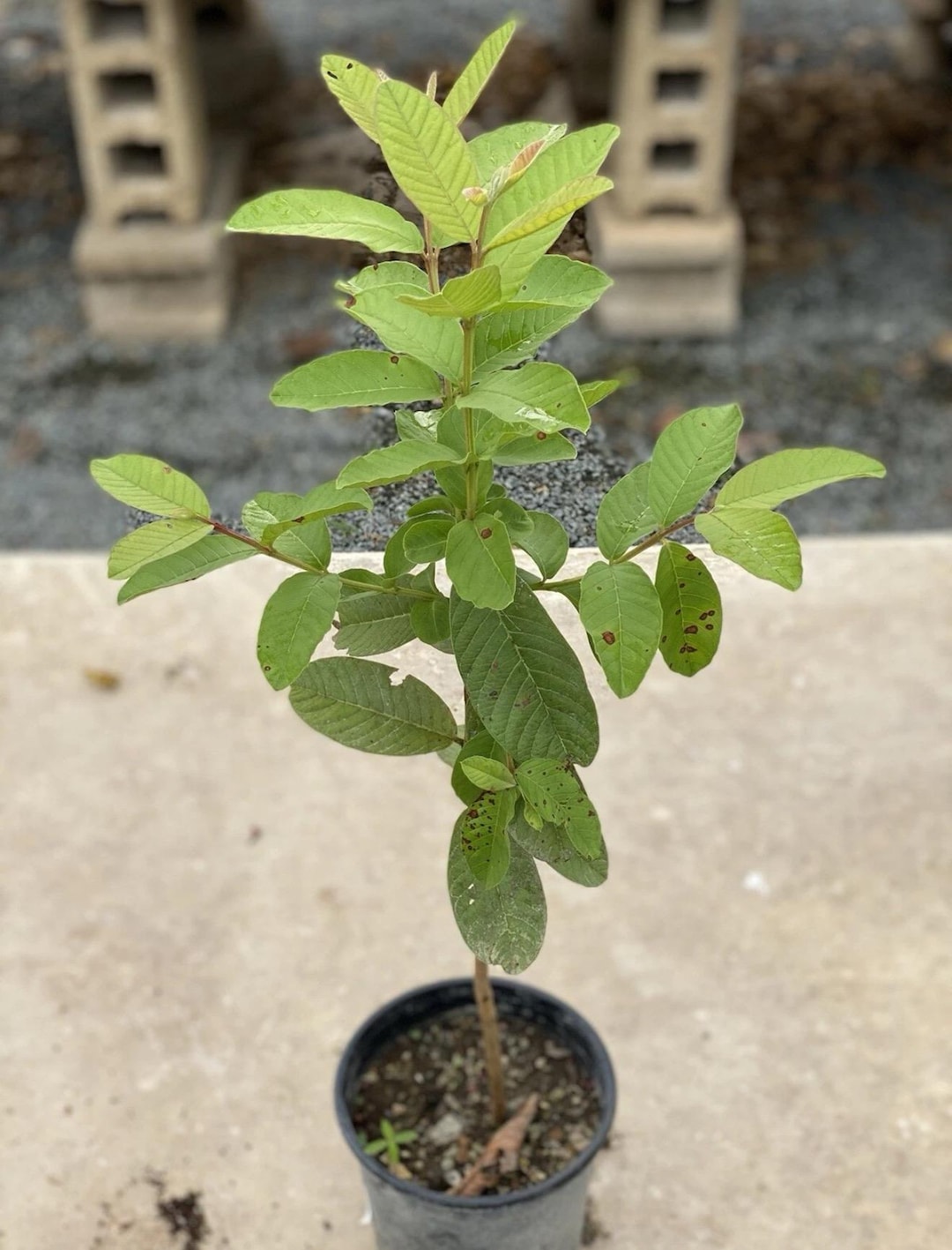 Giant Indian Red Guava( Psidium Guajava) Guava Live Fruit Tree (3-4ft ...