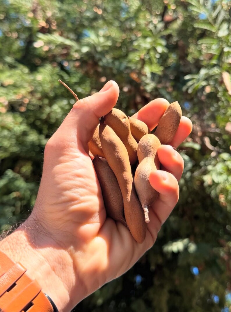 Tamarind (tamarindus Indica) Tamarind Live Fruit Tree (1ft-2ft Tall ...