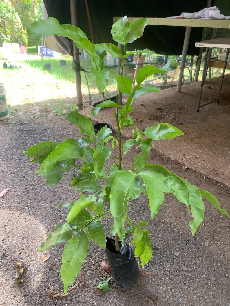 Spanish Lime Live Fruit Tree (ginepa Limoncillo Mamoncillo (melicoccus ...