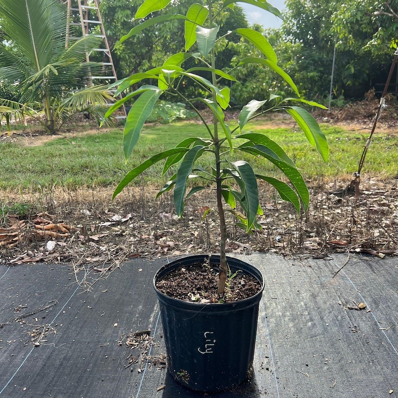 Pickering Live Plant - Etsy