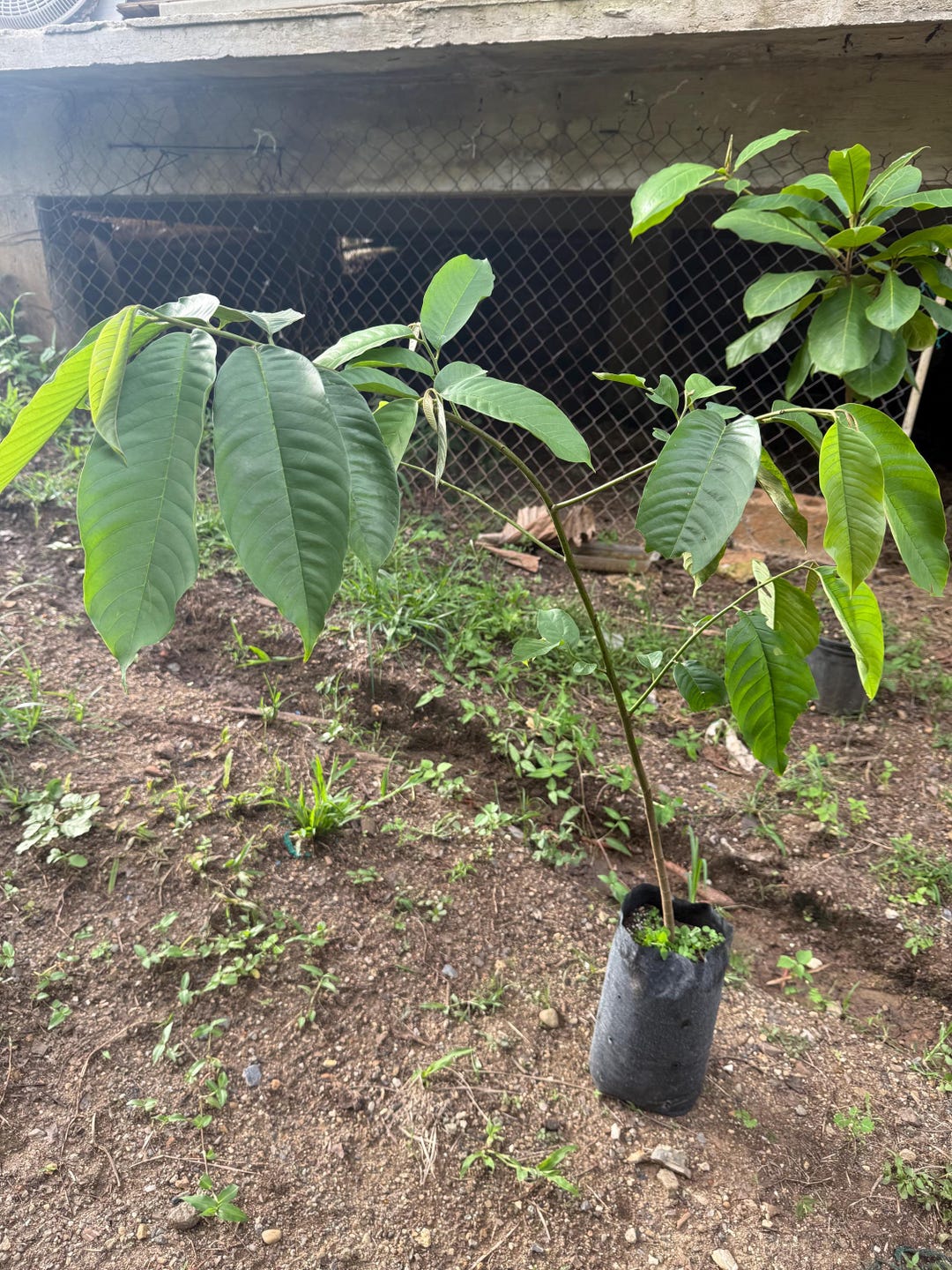 Big Rollinia(annona Mucosa) Tropical Live Fruit Tree (2-3ft) Rollinia ...