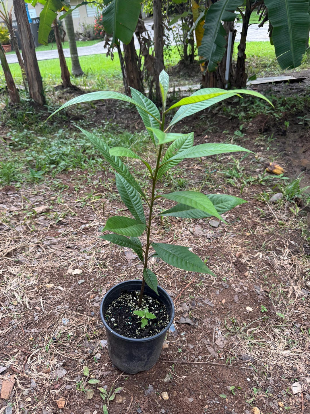 Mamey Sapote (pouteria Sapota) Tropical Live Fruit Tree (12inch-2ft ...