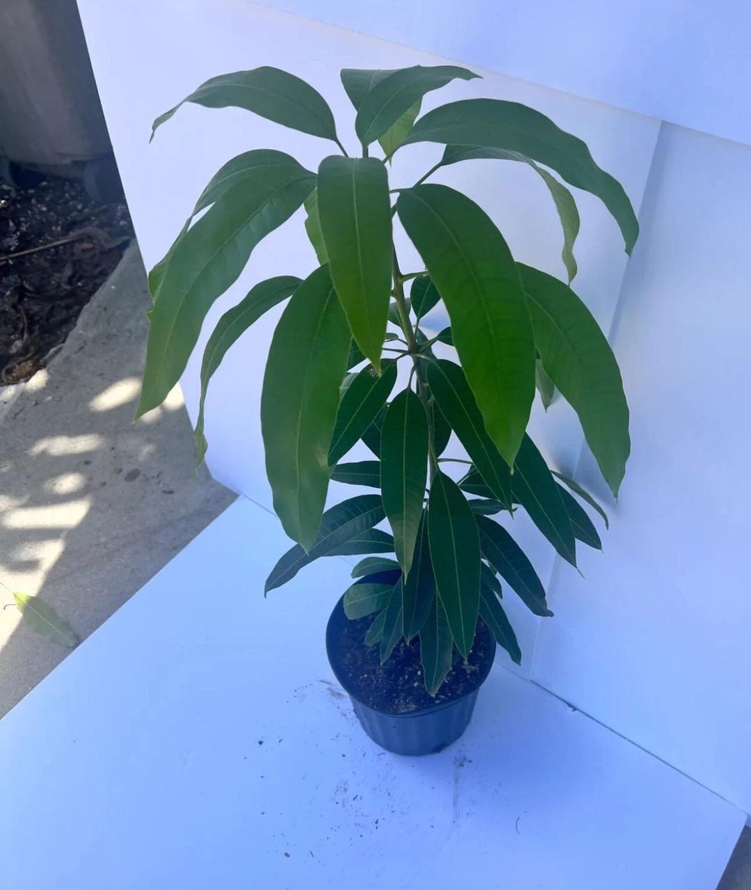 Mango Nam Doc Mai Live Fruit Tree (12in to 24in) Mangifera Indica ...