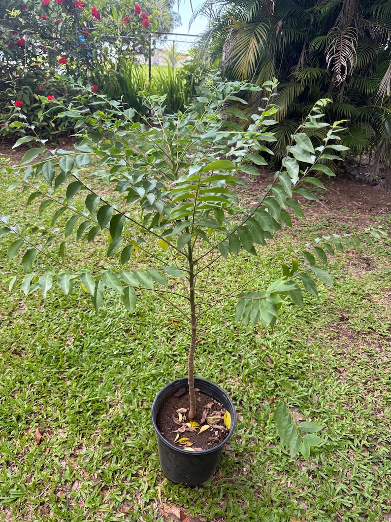 Old Giant Gooseberry (phyllanthus Acidus),otaheite Gooseberry Live ...