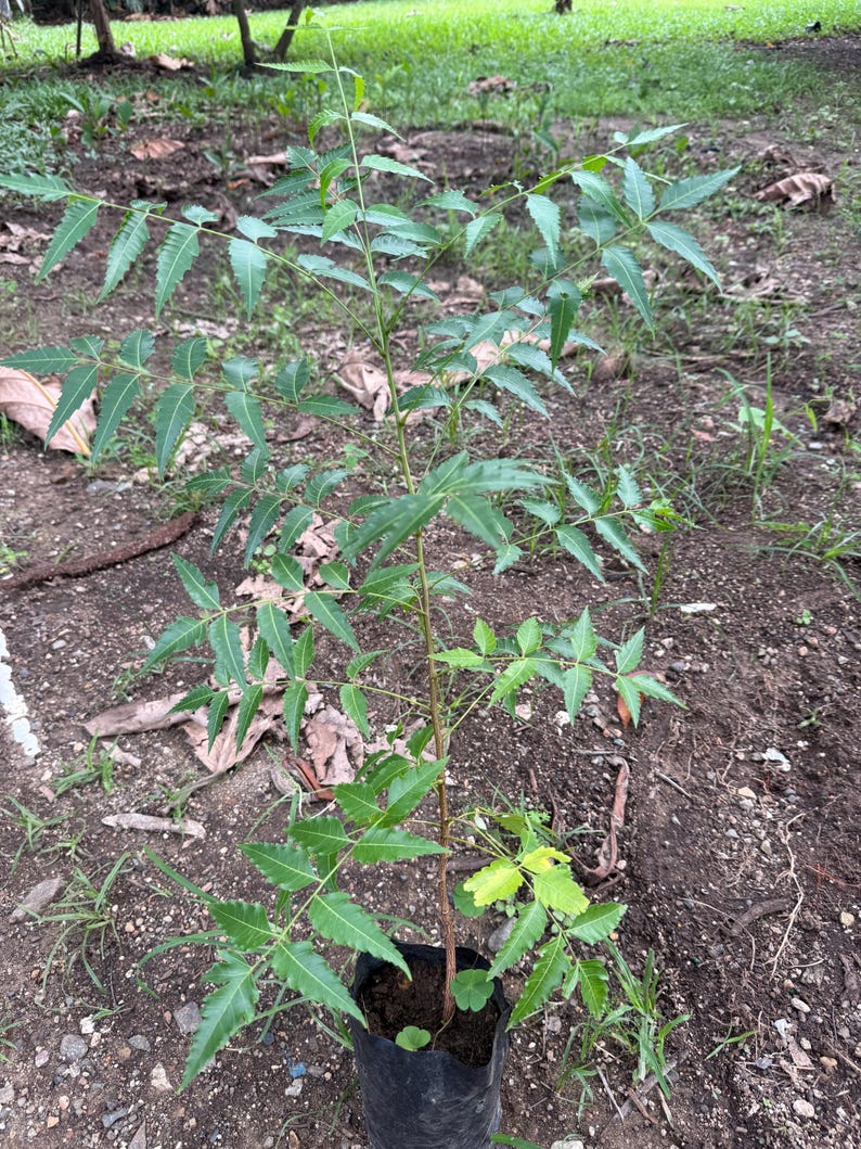 Neem (azadirachta Indica) Indian Lilac Neem Live Tree (1-2ft) Plant - Etsy
