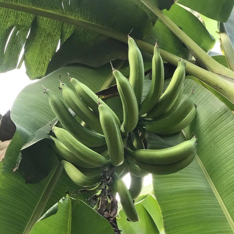 Plantain Live Trees - Etsy