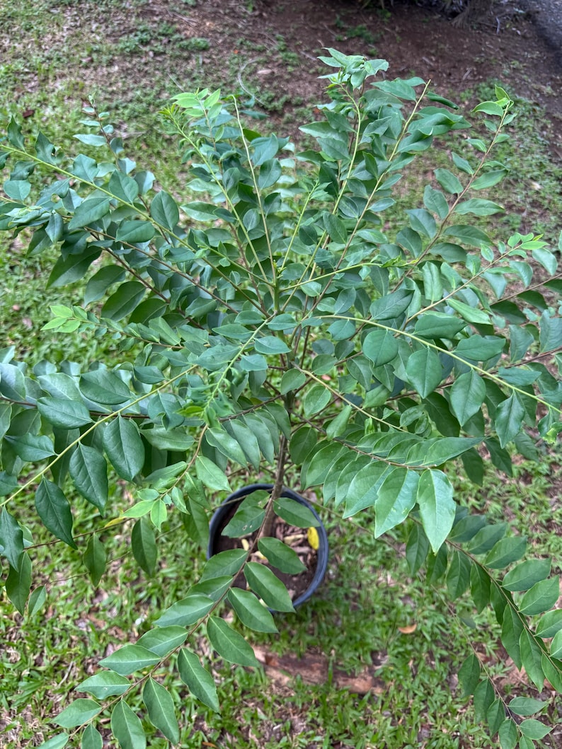 Old Giant Gooseberry (phyllanthus Acidus),otaheite Gooseberry Live ...