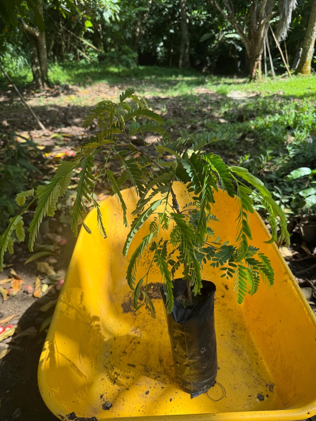 Tamarind (tamarindus Indica) Tamarind Live Fruit Tree (1ft-2ft Tall ...