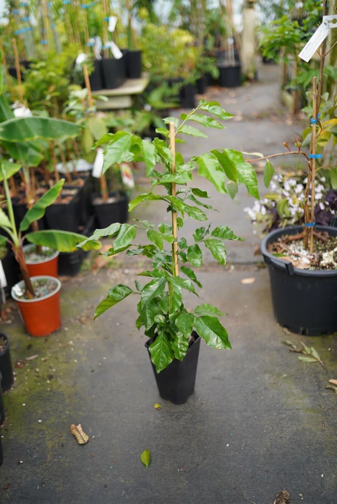 Big Wampi (clausena Lansium) Wampee Tropical Live Fruit Tree (2-3ft ...