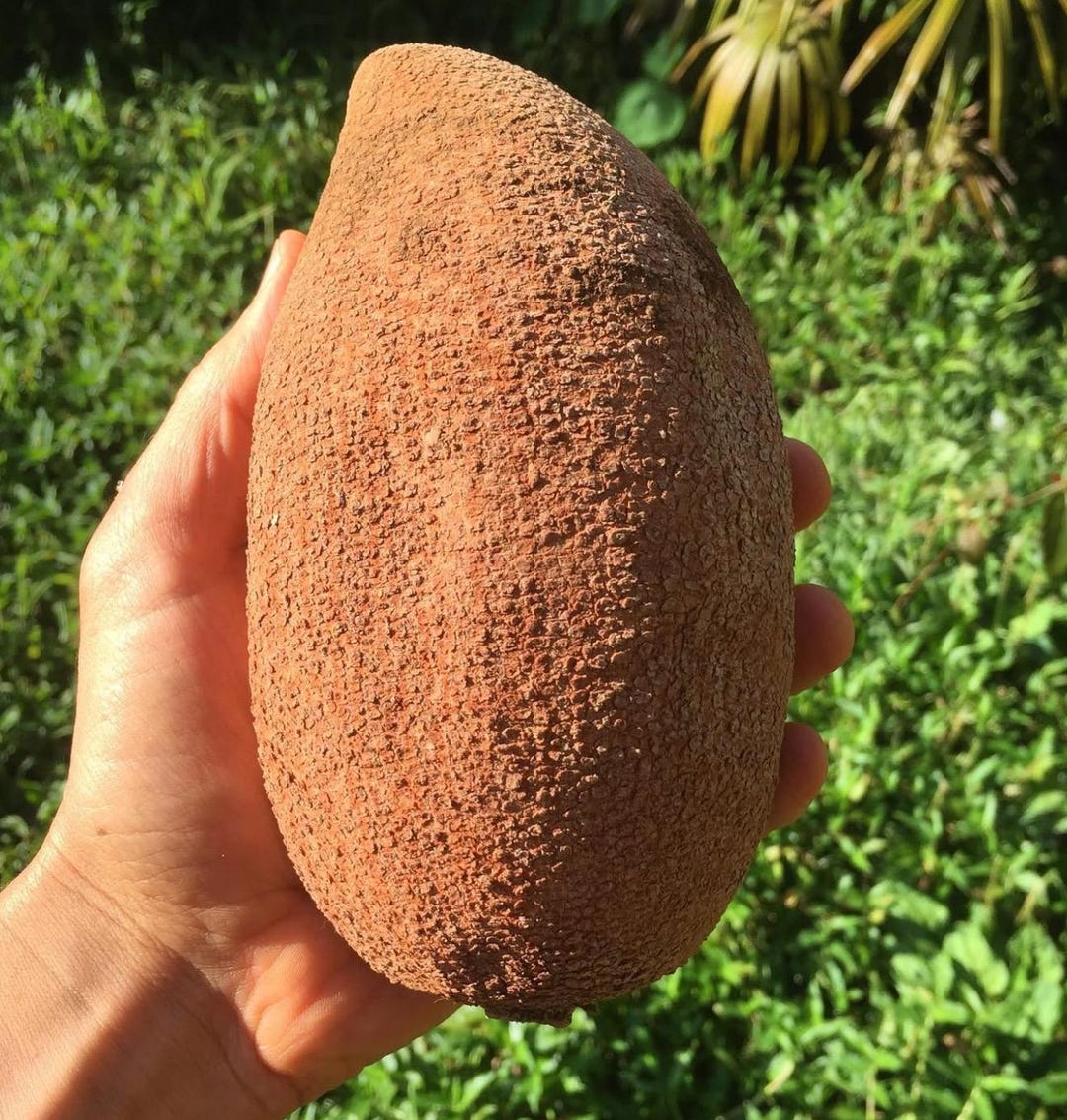 Big Mamey Sapote (pouteria Sapota) Tropical Live Fruit Tree (2-3ft ...