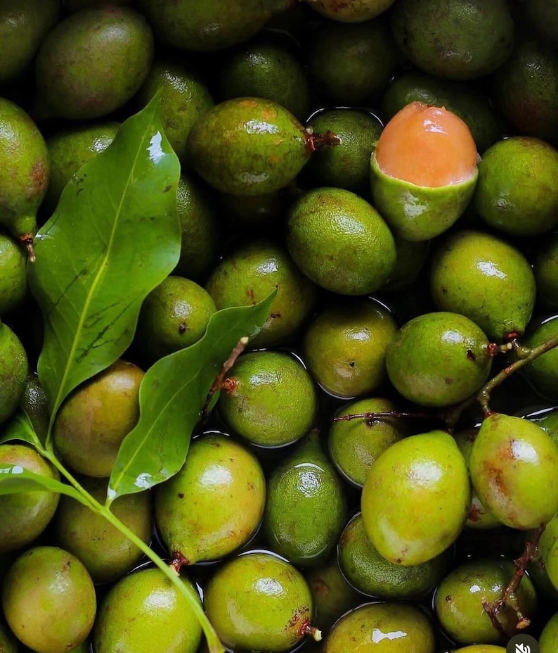 Spanish Lime Live Fruit Tree (ginepa Limoncillo Mamoncillo (melicoccus ...