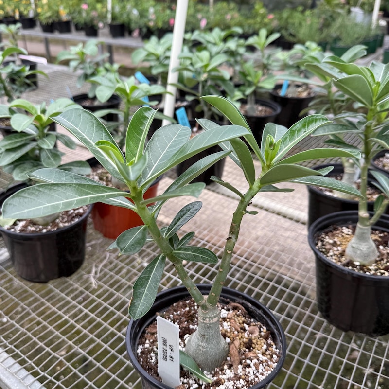 Adenium Arabicum - Etsy