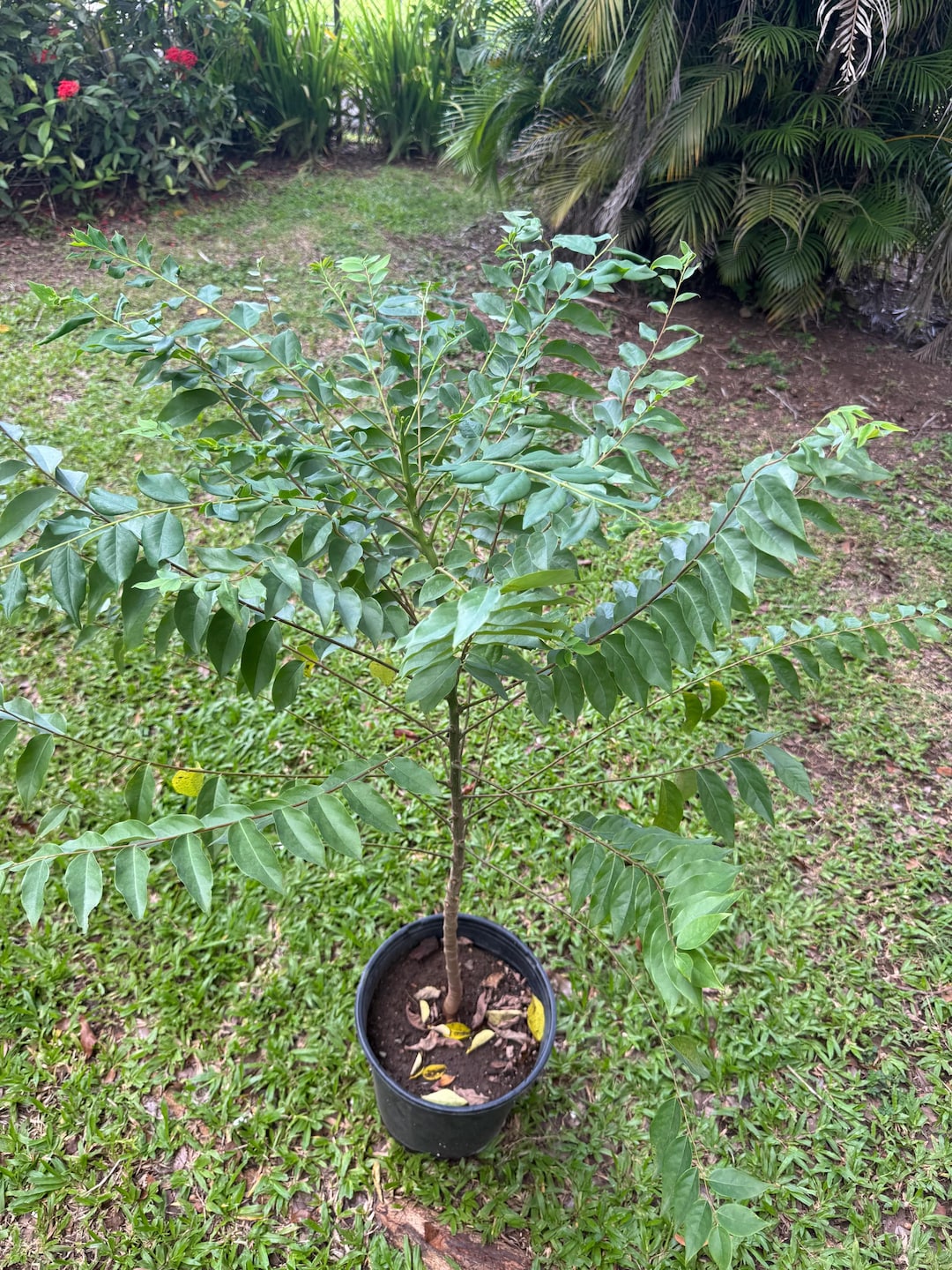 Old Giant Gooseberry (phyllanthus Acidus),otaheite Gooseberry Live ...
