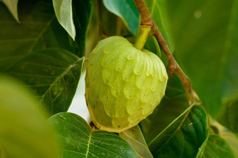 Big Custard Apple Cherimoya (annona Cherimola(annona Squamosa) Tropical ...