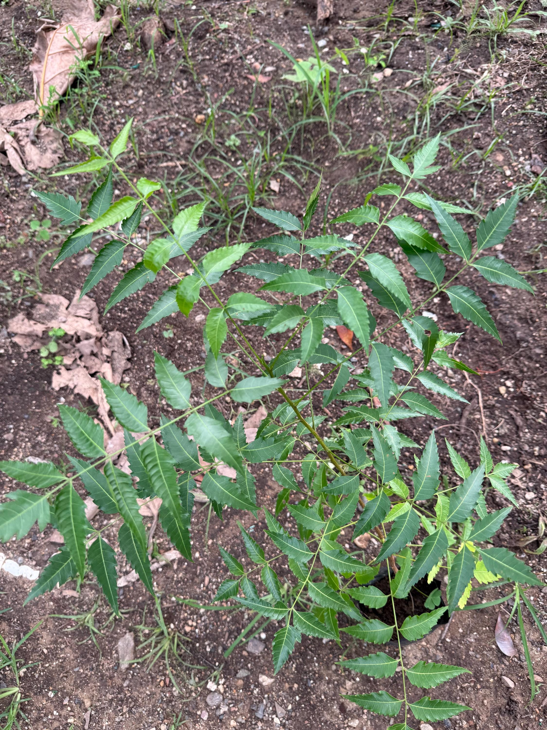 Neem (azadirachta Indica) Indian Lilac Neem Live Tree (1-2ft) Plant - Etsy