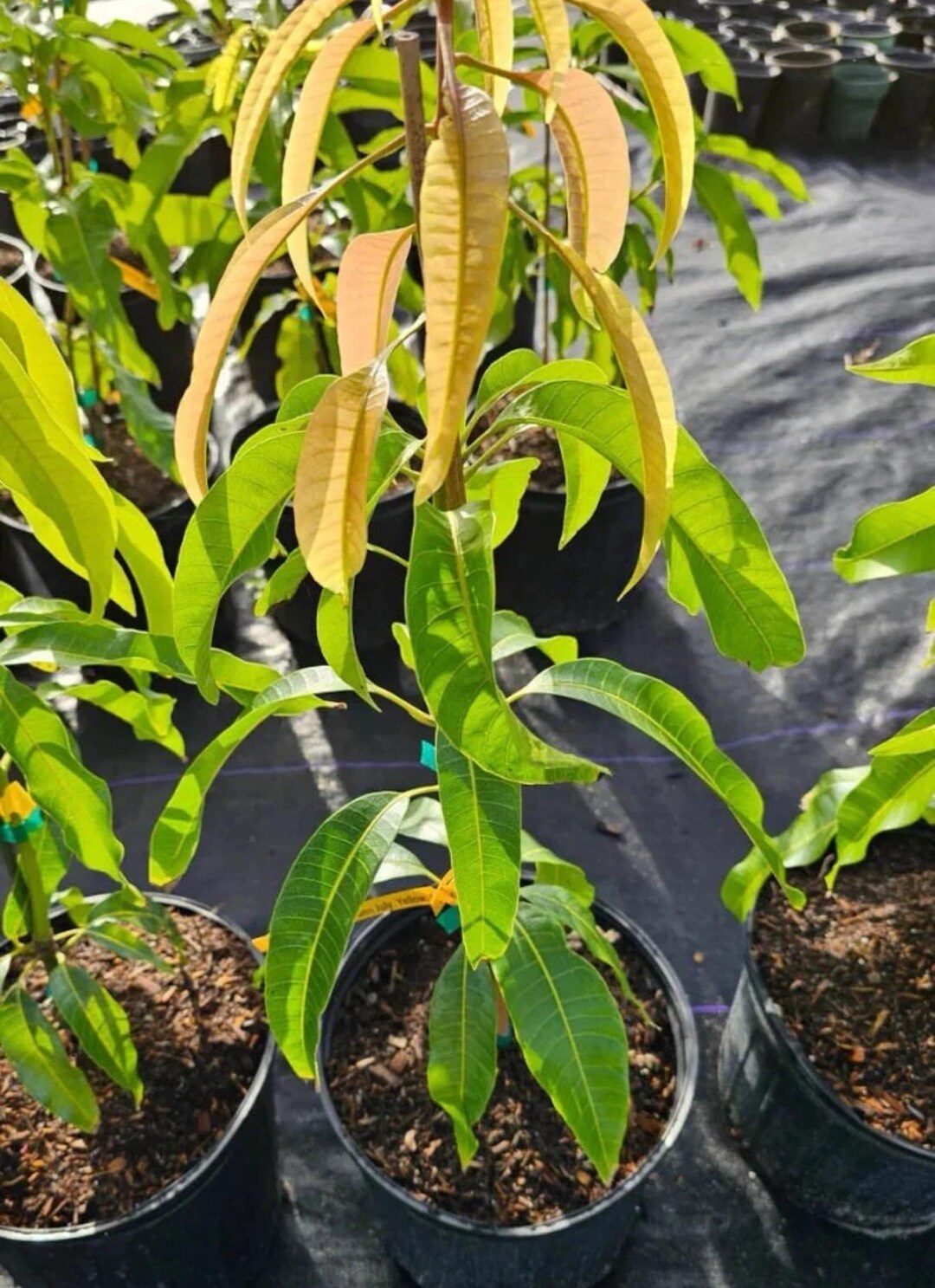 Big Grafted Palmer Mango Plant (mangifera Indica)tropical Live Fruit ...
