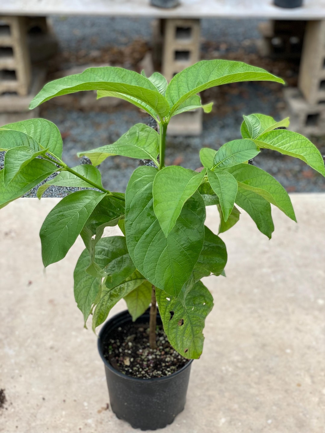 Spanish Tamarind (vangueria Madagascariensis) Live Fruit Tree (1-2ft ...