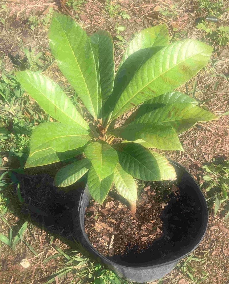 Big Mamey Sapote (pouteria Sapota) Tropical Live Fruit Tree (2-3ft ...