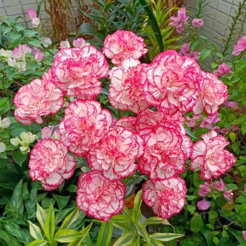 Carnation Flower Seeds, 300 Pack, Double Bloom Seeds, Easy Grow ...