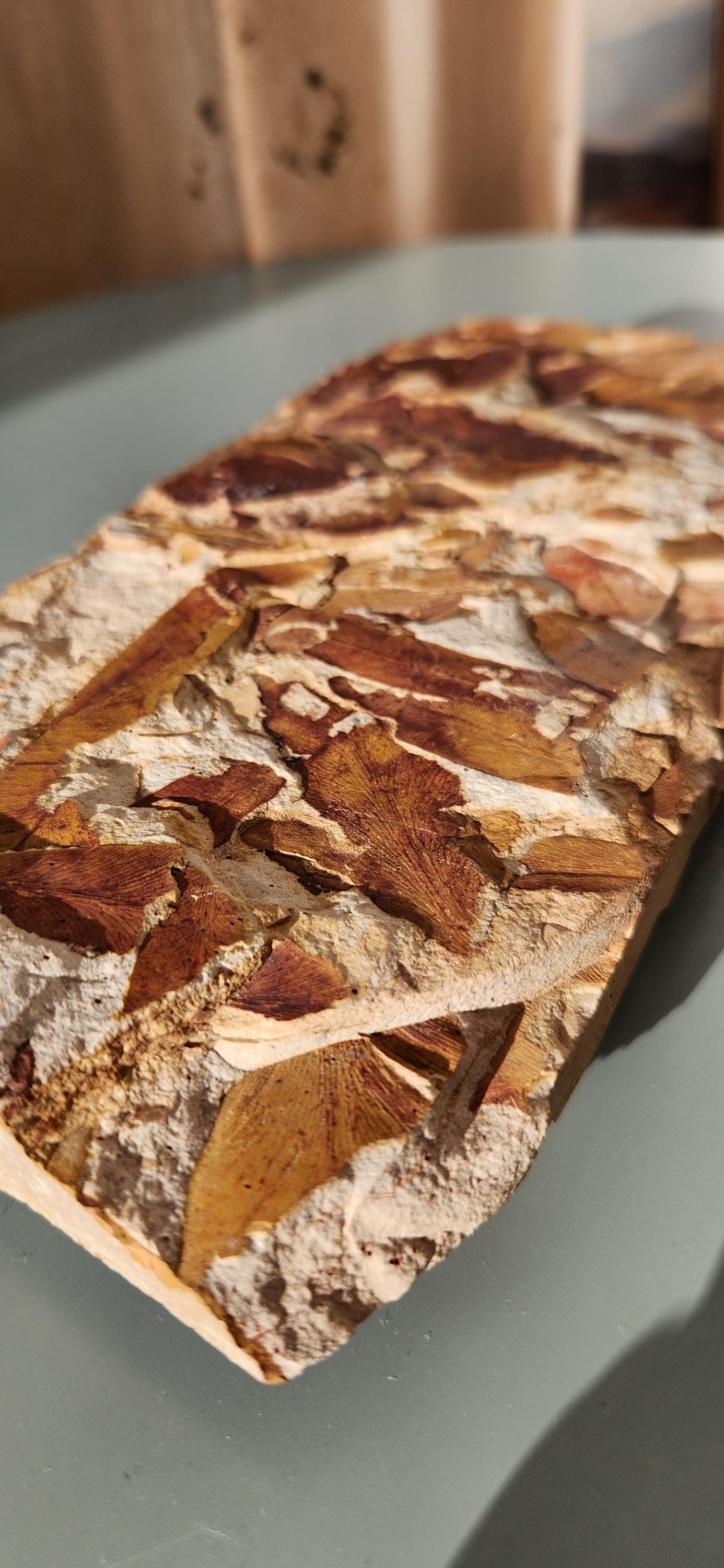 Australian Glossopteris Plant Fossil Plate | 299 Million Years Old ...