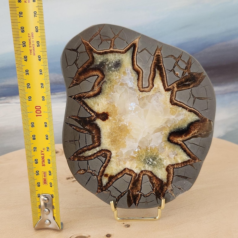 Septarian Nodule Half Dragon Stone - Etsy
