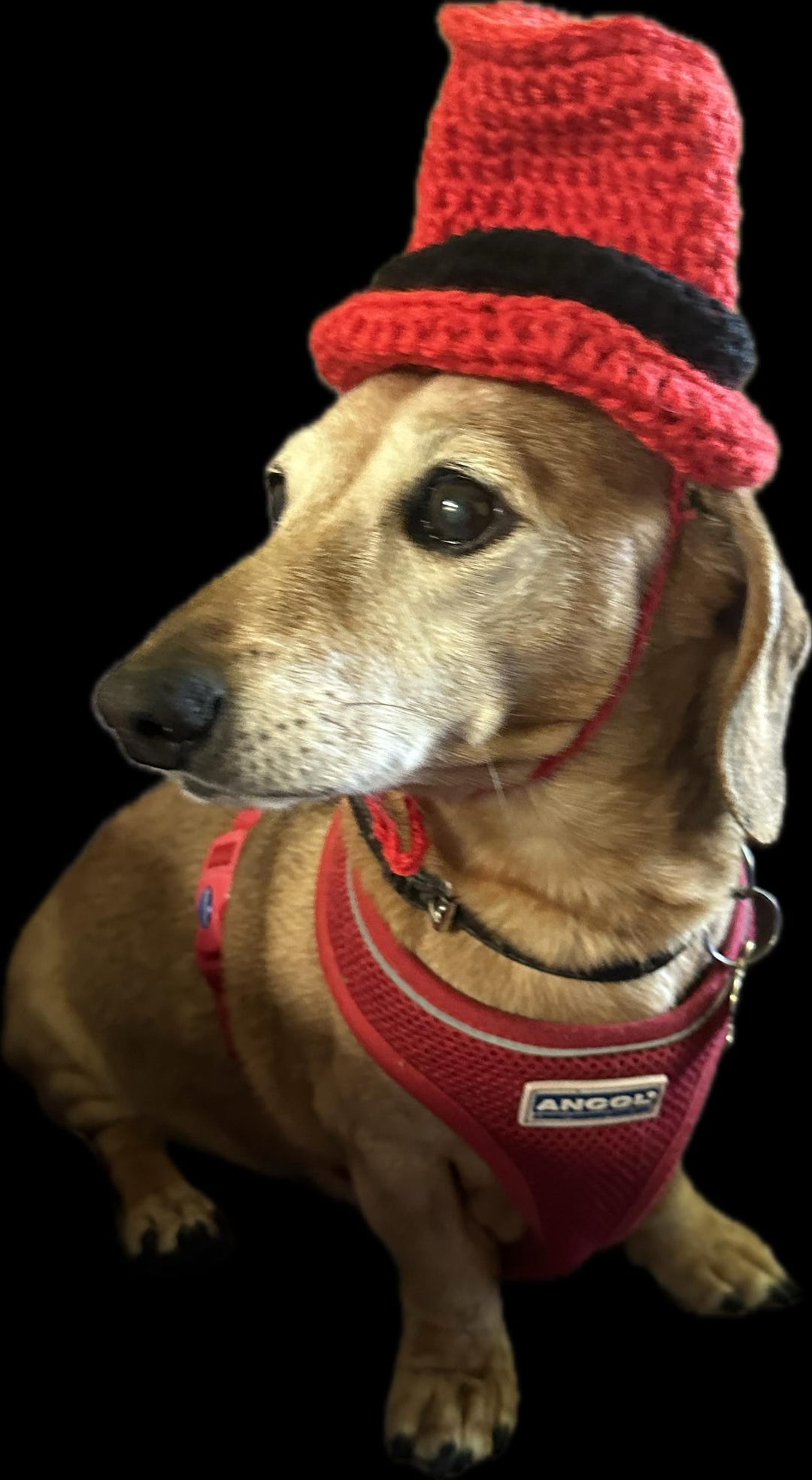 Crochet Dog Top Hat, Personalized Pet Costume - Etsy UK