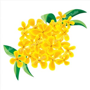Osmanthus Flower Clipart Set: Floral PNG, JPG Graphics (commercial Use ...