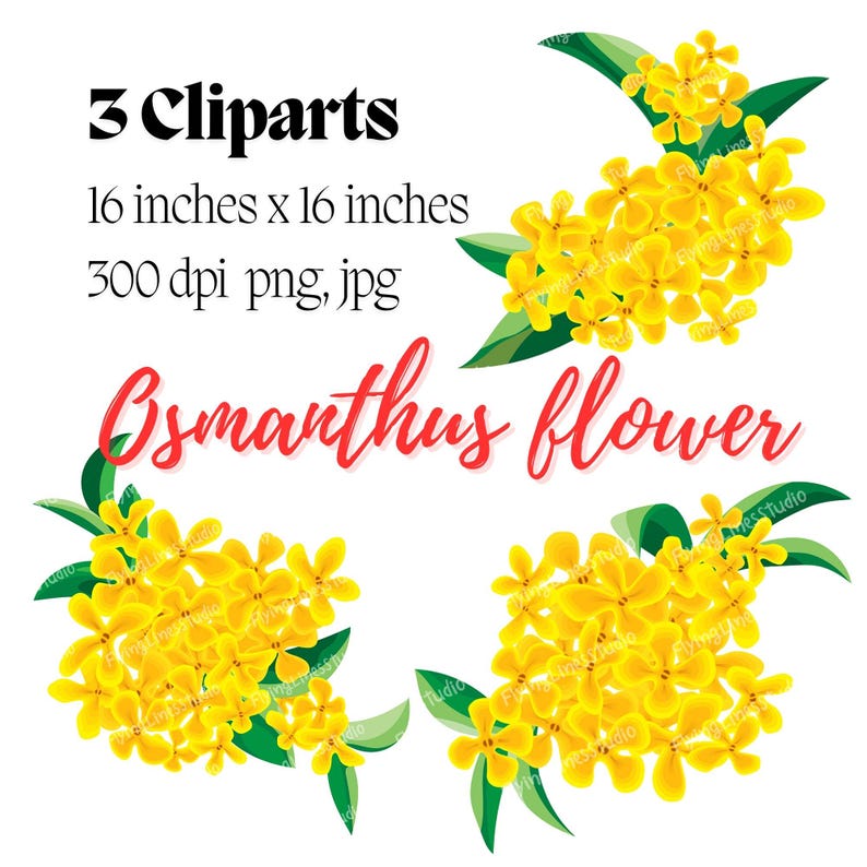 Osmanthus Flower Clipart Set: Floral PNG, JPG Graphics (commercial Use ...