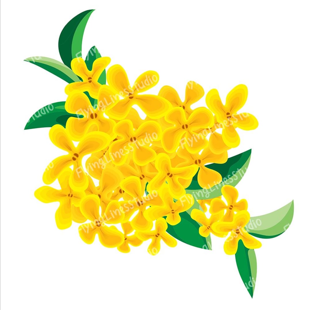 Osmanthus Flower Clipart Set: Floral PNG, JPG Graphics (commercial Use ...