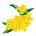 Osmanthus Flower Clipart Set: Floral PNG, JPG Graphics (commercial Use ...