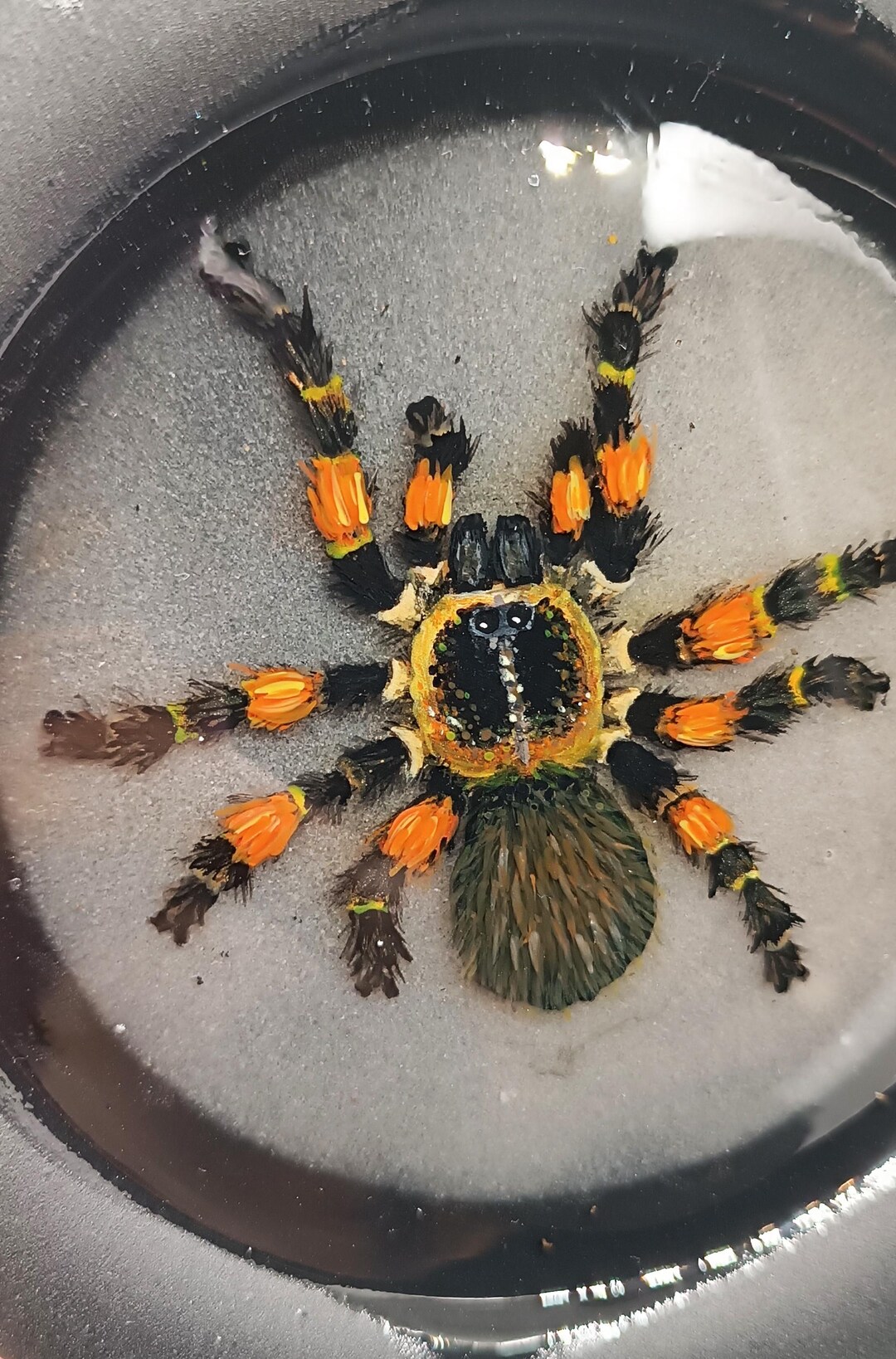 Collectible Miniature – 3D Tarantula Image / Hyperrealistic Spider ...