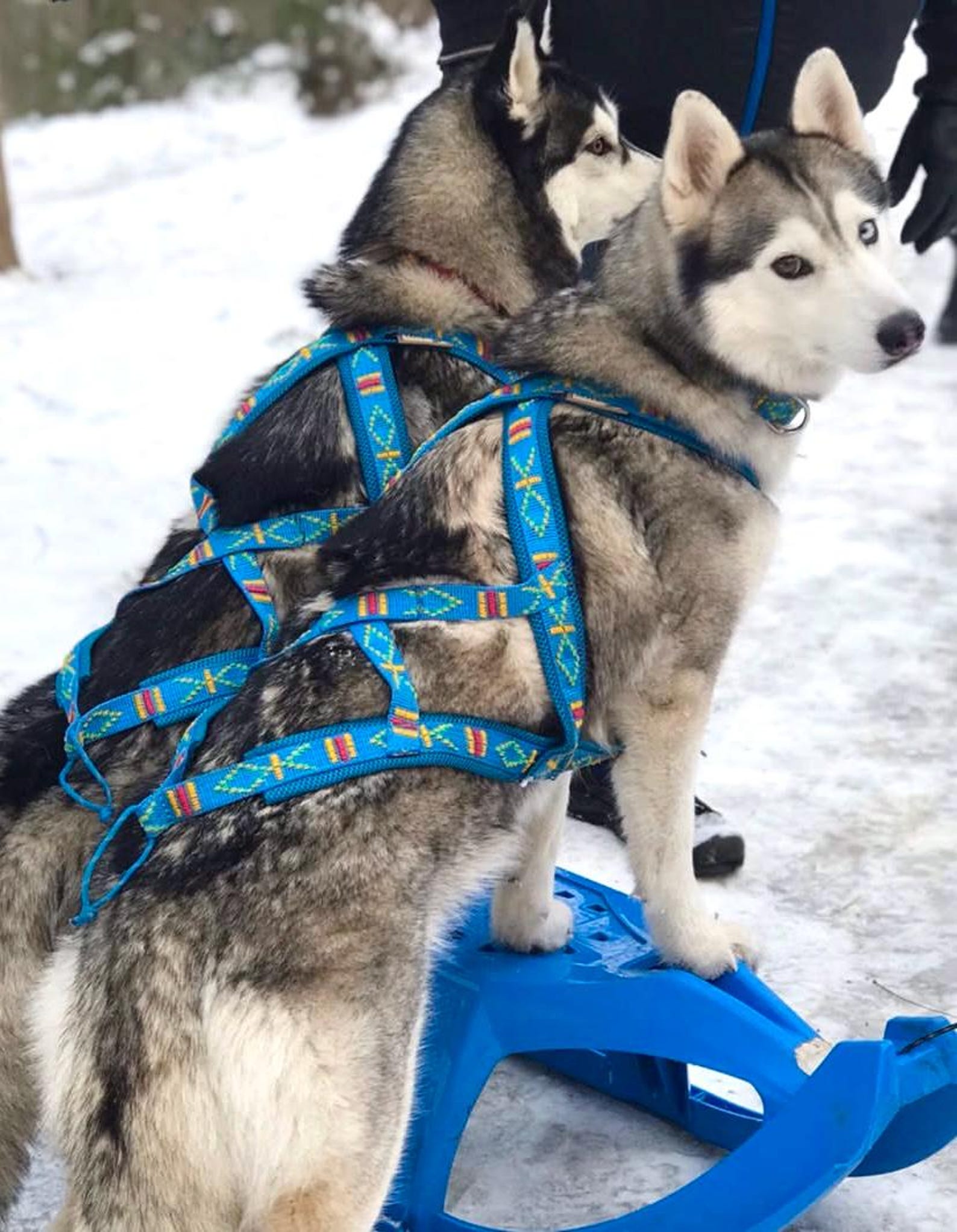 Embroidered Sled Dog Harness: Canicross, Skijoring, Bikejoring - Etsy