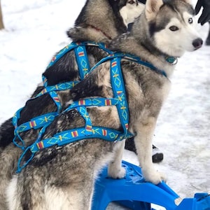 Embroidered Sled Dog Harness: Canicross, Skijoring, Bikejoring - Etsy