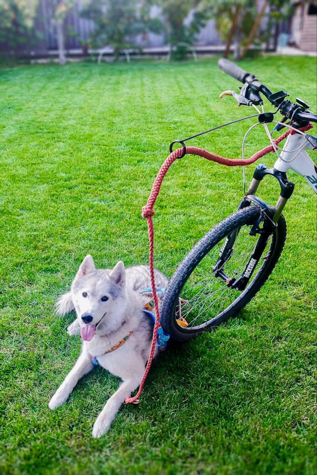 Bike Antenna Keeps the Dogs Bungee Leash From Tangling Into the Front ...