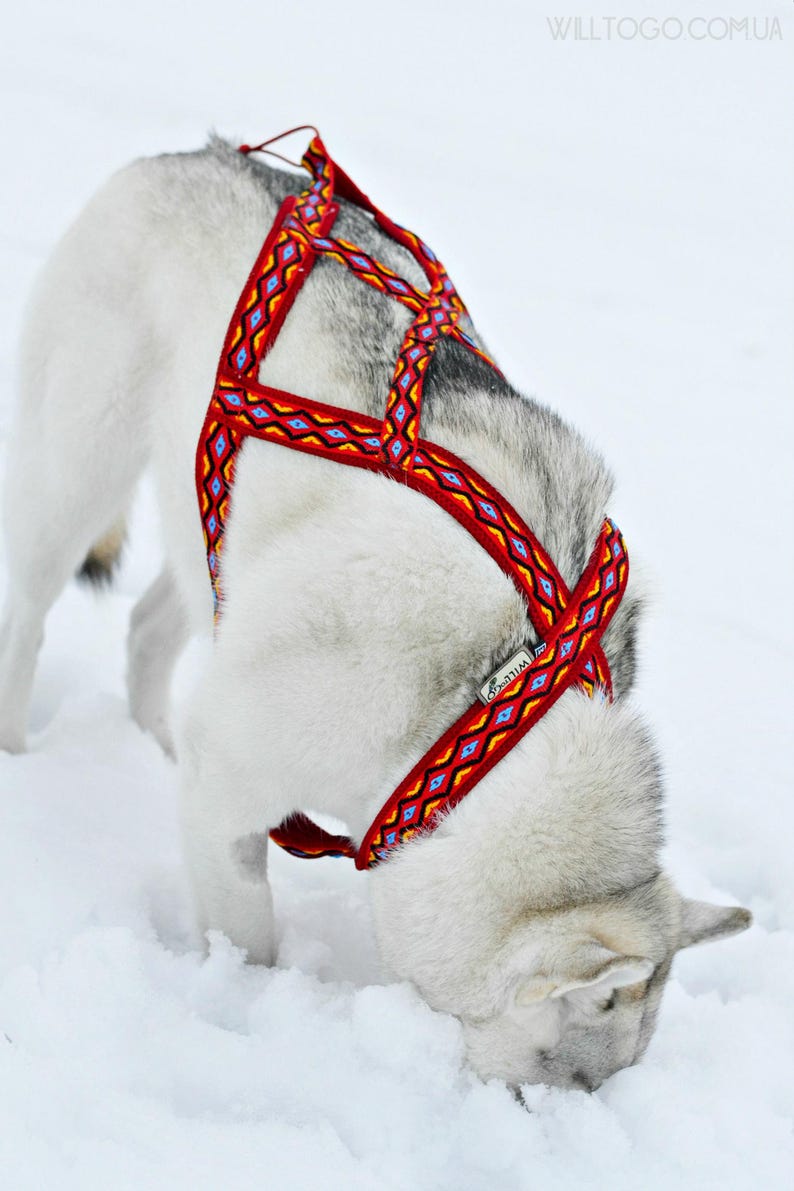 Embroidered X-back Sled Dog Harness: Canicross, Skijoring, Bikejoring ...
