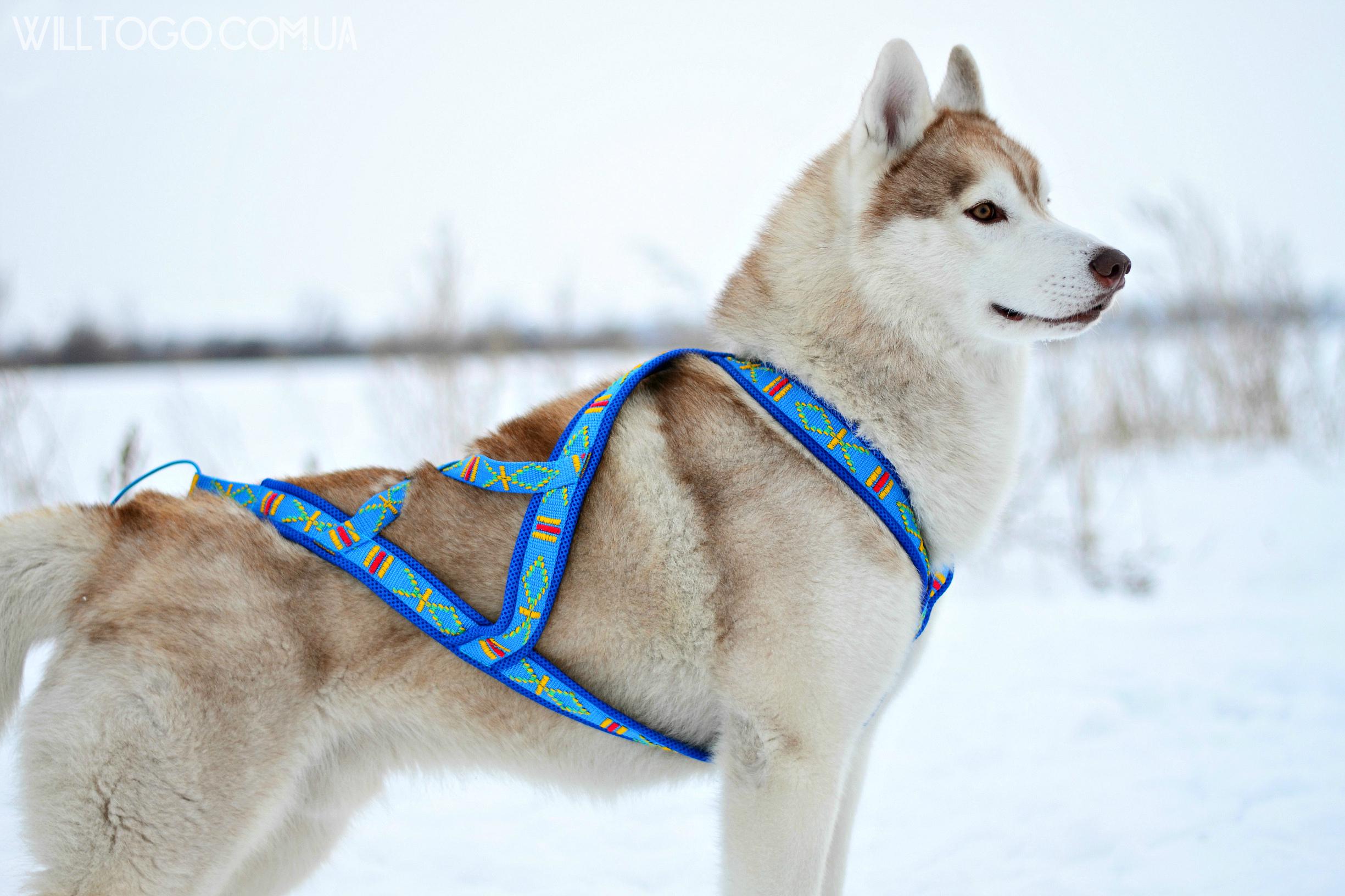Embroidered Sled Dog Harness: Canicross, Skijoring, Bikejoring - Etsy