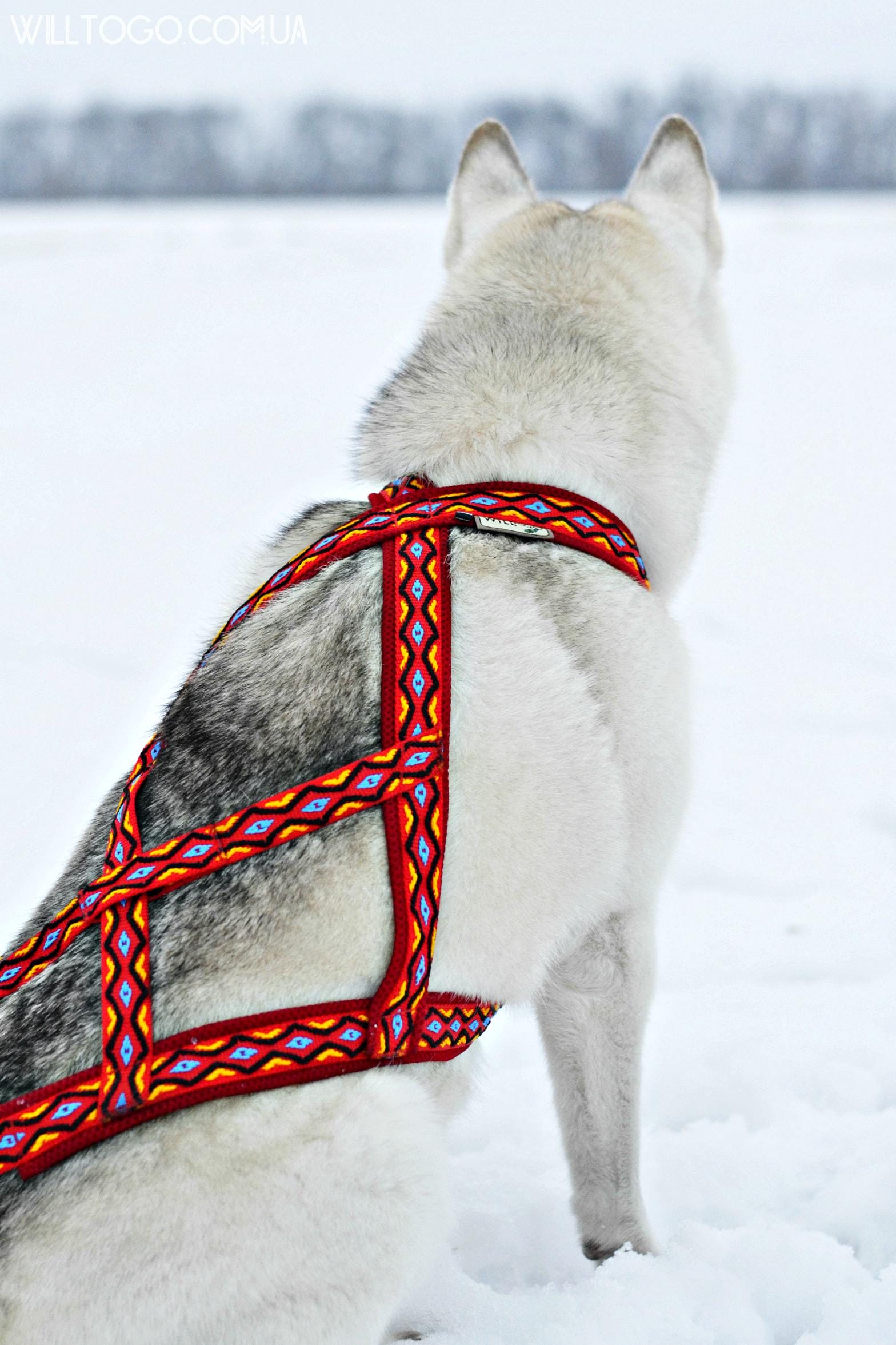 Embroidered X-back Sled Dog Harness: Canicross, Skijoring, Bikejoring ...