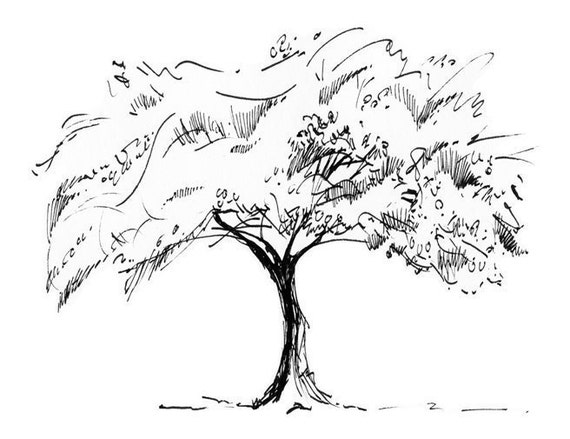 Japanese Maple Tree Pen and Ink Drawing 8x10 Small Art - Etsy