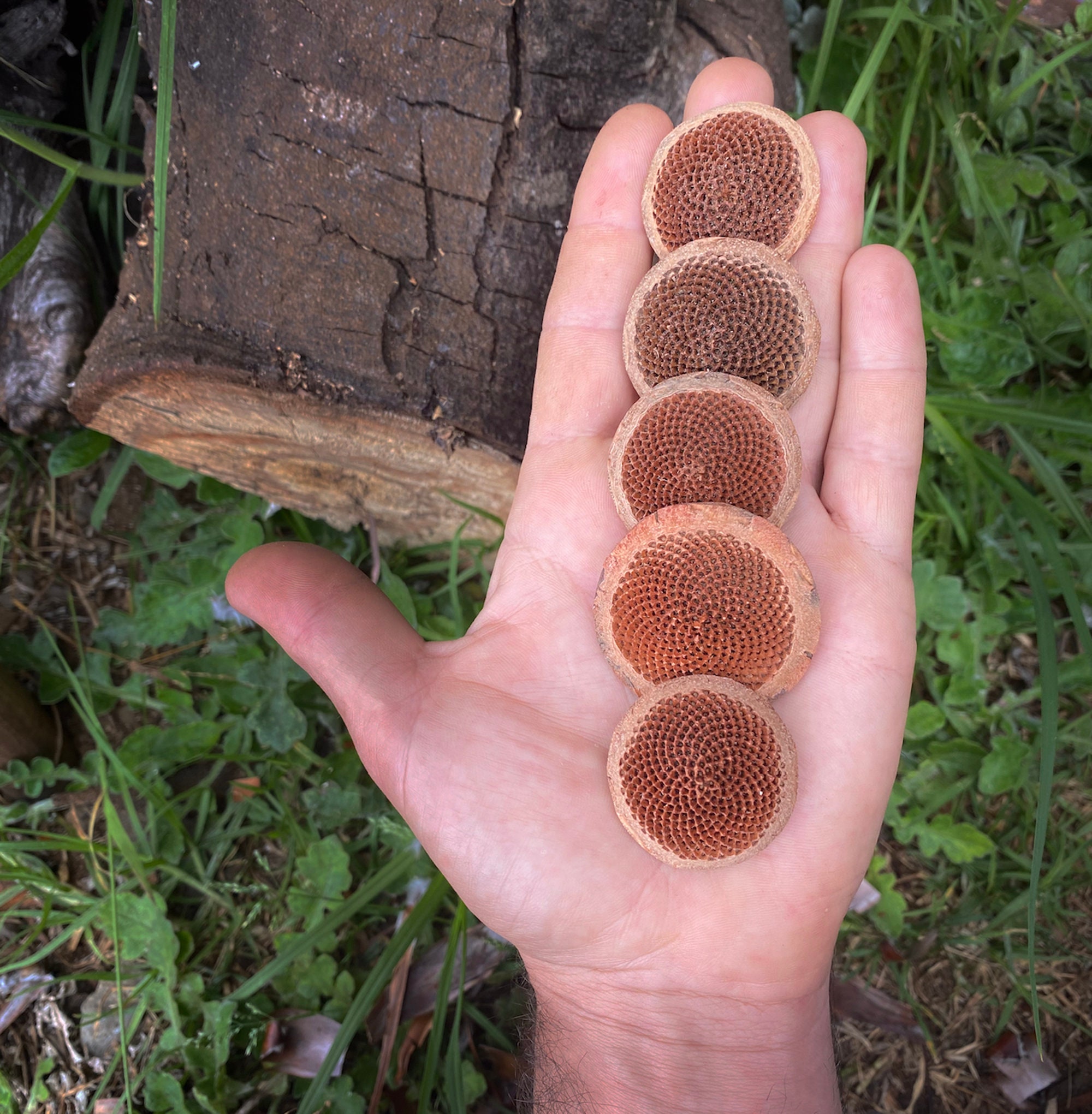 5 Protea Pod Flower of Life Seed Pods Craft Materials Supplies Making ...