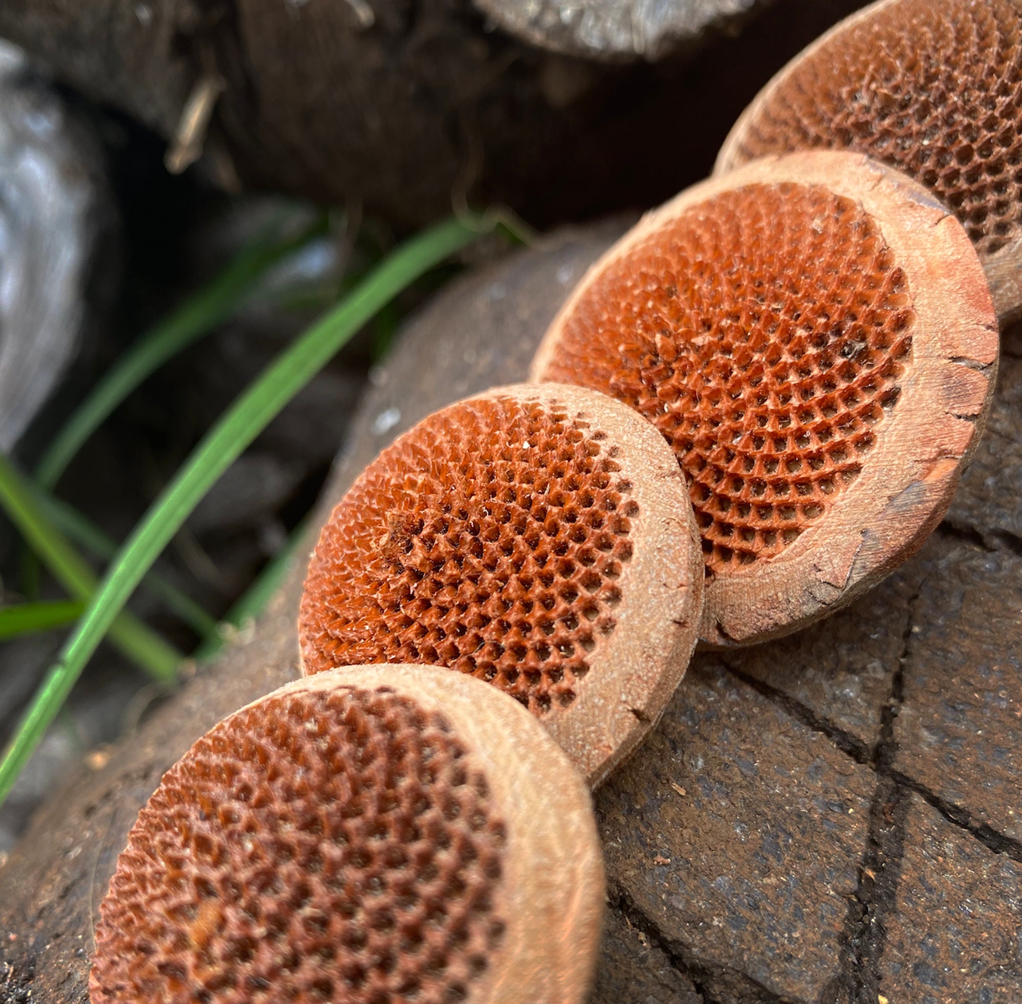 5 Protea Pod Flower of Life Seed Pods Craft Materials Supplies Making ...