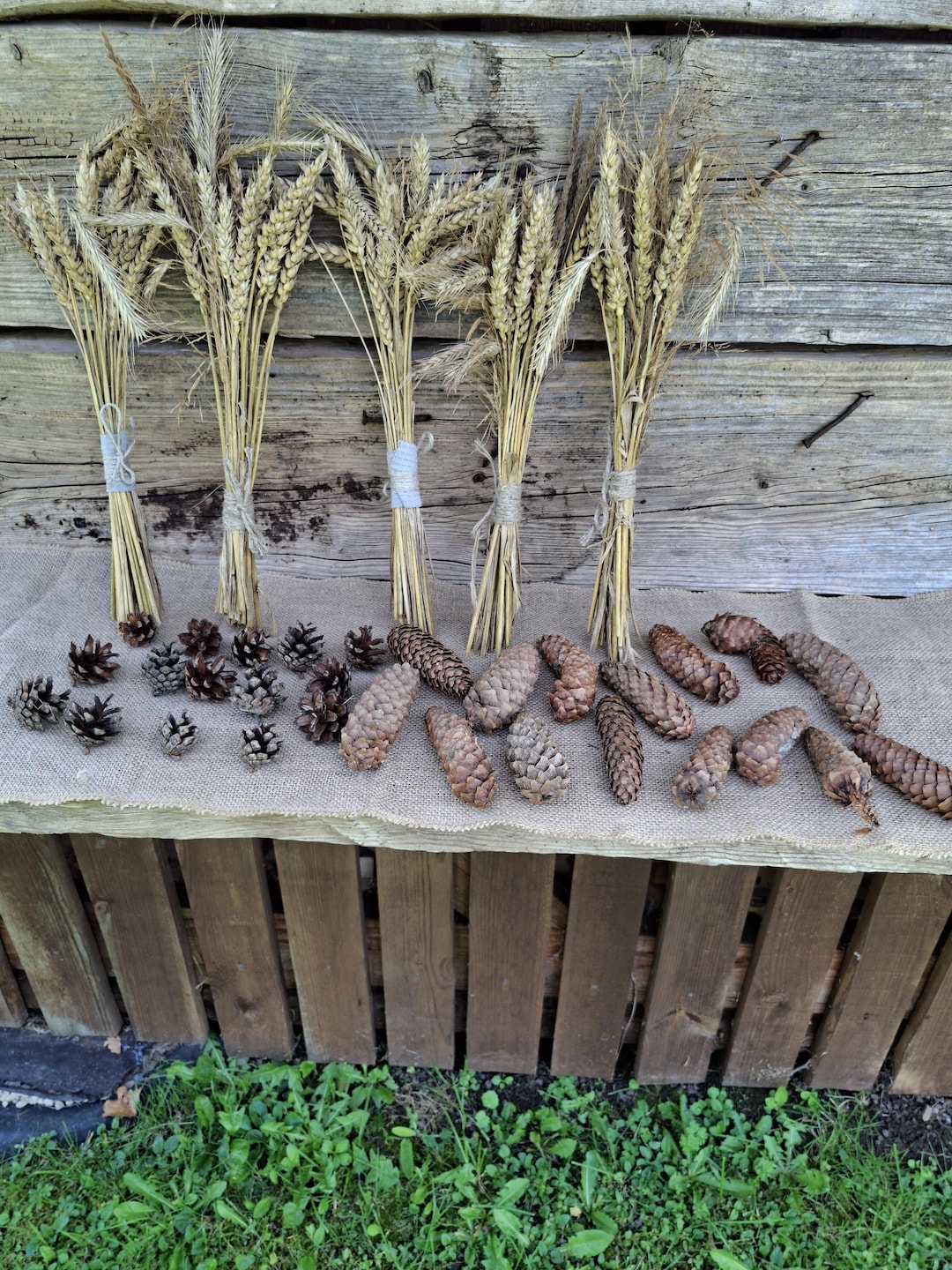 Natural Pine Cones of Different Sizes Handicraft Supplies Cones for ...
