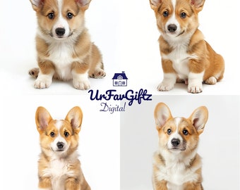 Tri Color Corgi Puppies Dog, Puppy, Multiple, Tricolor, Baby, Pembroke ...