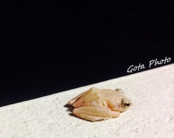 Coqui Frog Statue - Etsy