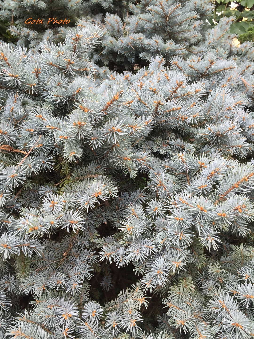 Grey Pine Needles - Etsy