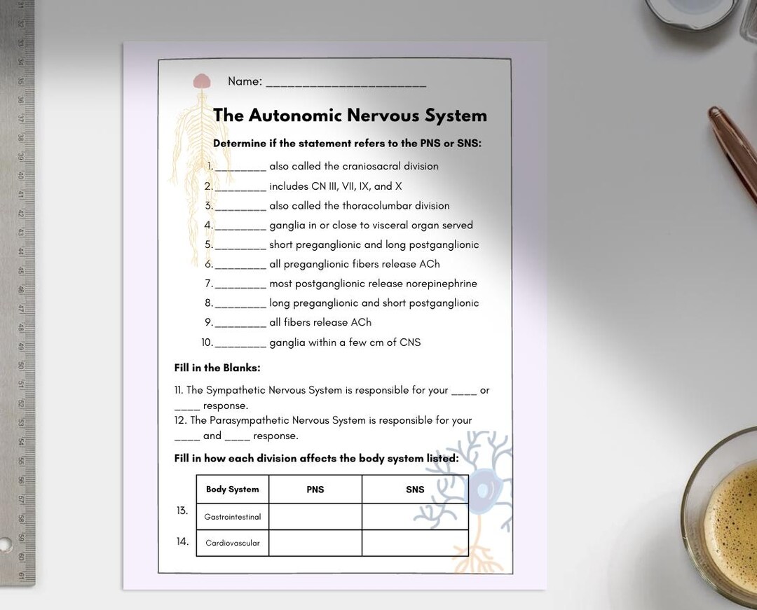 Autonomic Nervous System Review Sheet (with Answer Key!) - Etsy