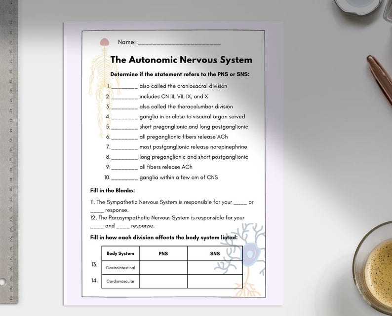 Autonomic Nervous System Review Sheet (with Answer Key!) - Etsy