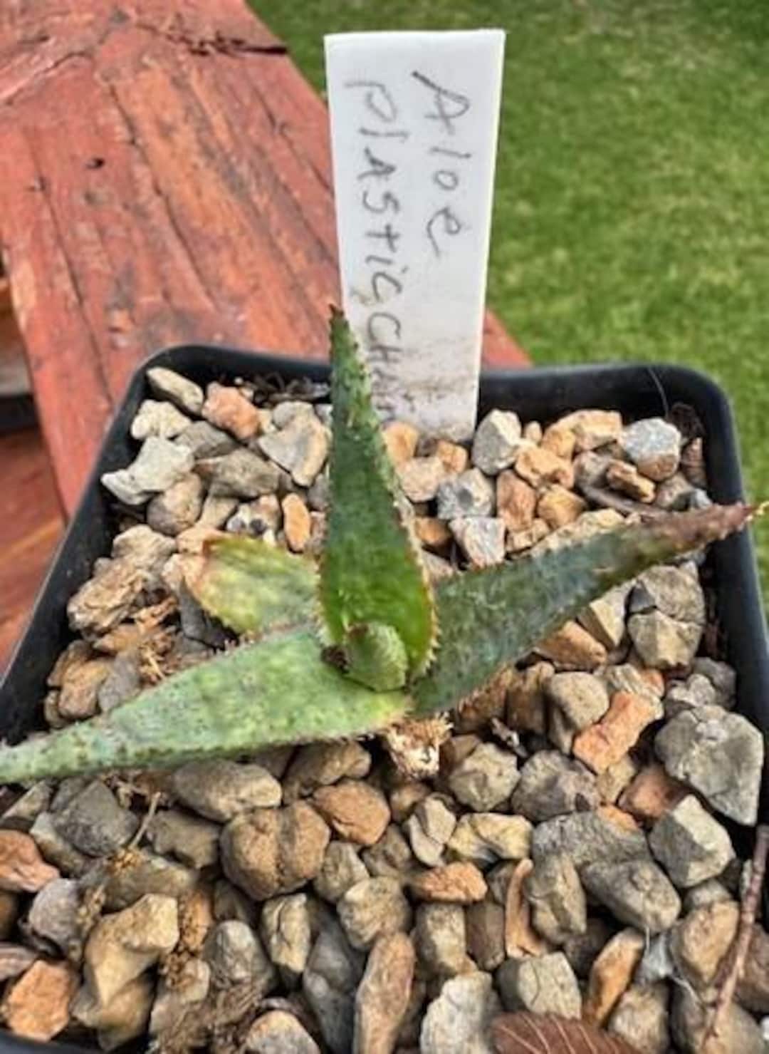 Aloe ‘chainsaw’ – Rare Kelly Griffin Hybrid • Spiky Collectors ...