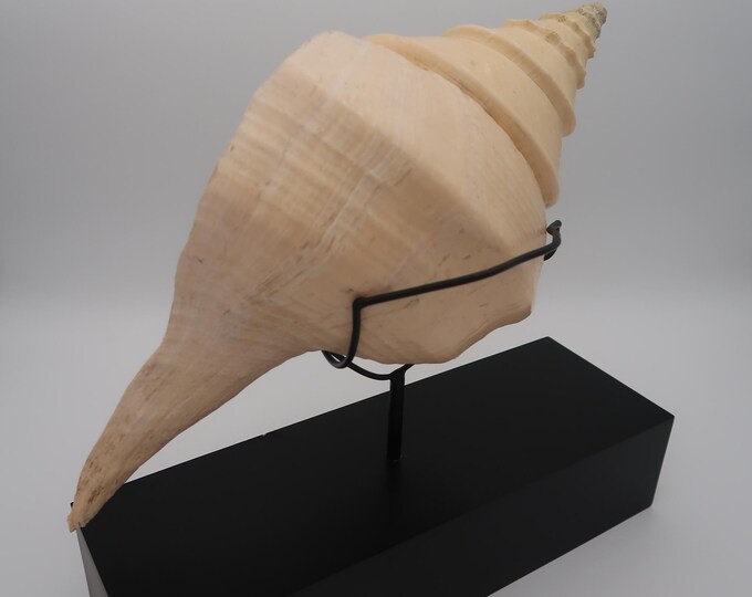 Rare Giant Trumpet Seashell – Syrinx Aruanus – 20” Natural Specimen ...